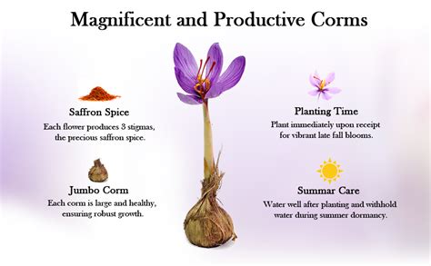 20 Saffron Sativus Crocus Corms Premium Quality Saffron