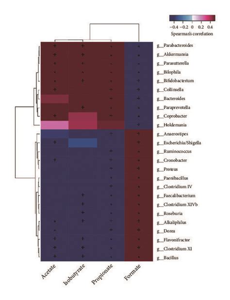 Spearman Correlation Between The Fecal Microbiota And Fecal Scfas A Download Scientific