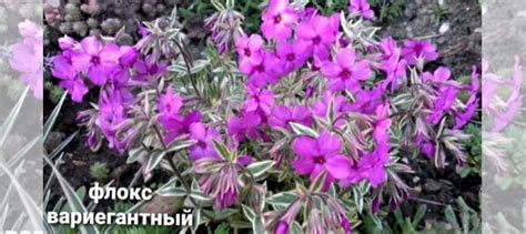 Многолетники купить в Челябинске Товары для дома и дачи Авито