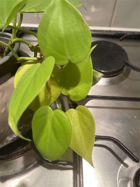 Need Help Lemon Lime Philo Or Neon Pothos R Houseplants