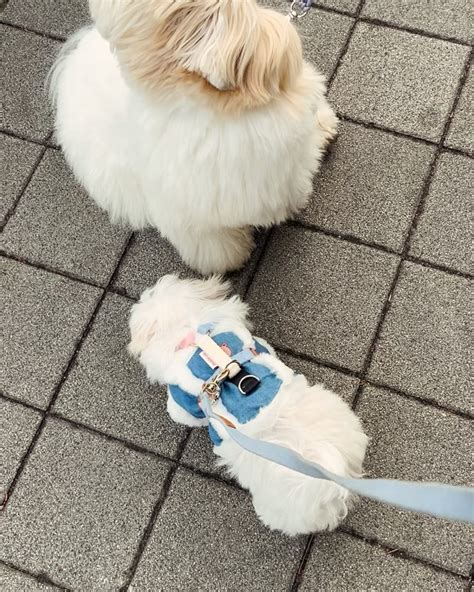 모카 💛 Moca 누나야 빨리 숙제 하자 내일 개학이다 😜😝 Instagram