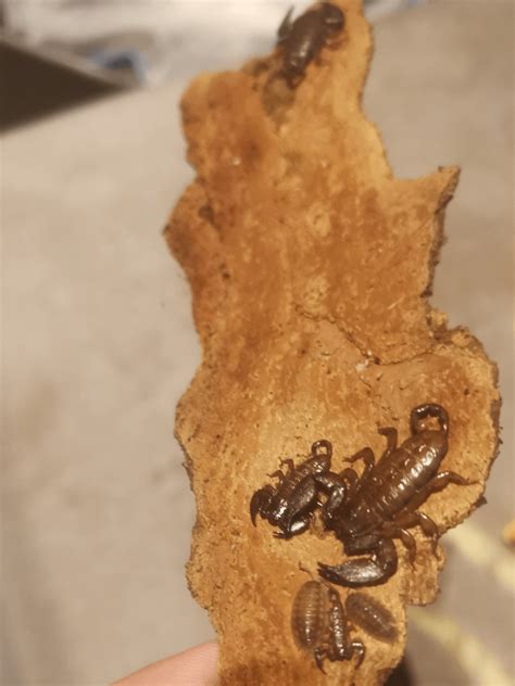 I Found This Tiny Scorpion Philippines R Scorpions