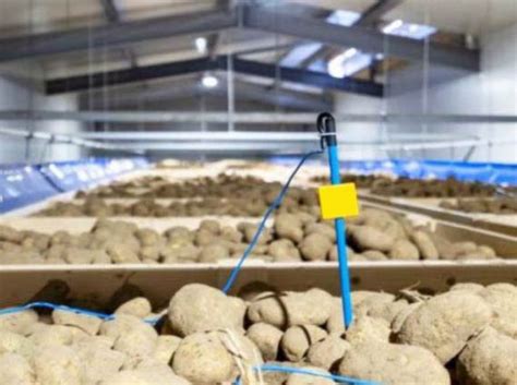 Potato Cold Storage Cold Storage Sweet Potato Supplier