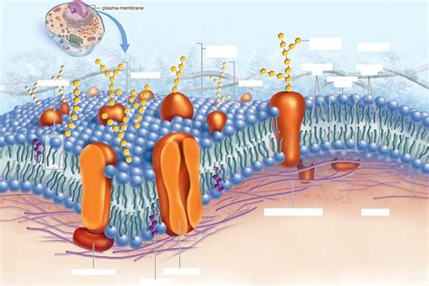 AP Biology Chapter Cell Membrane Pt Diagram Quizlet
