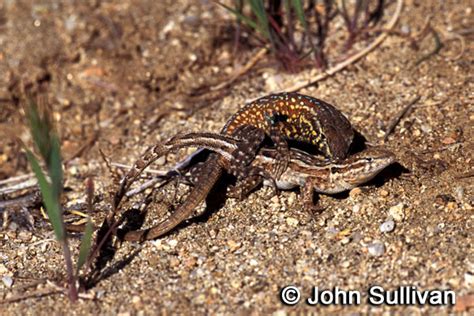 Lizard Behavior And Life History Breeding Season Activities And Male Female Interactions