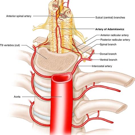 2 Spinal Arterial Anatomy Showing The Artery Of Adamkiewicz 11