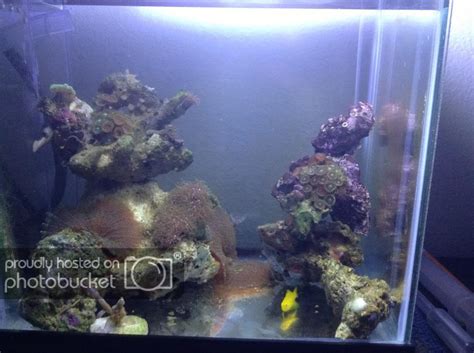 2 5 Gallon Aio Pico Reef Journals Nano Reef Community