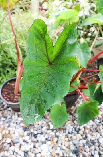 17 Plants That Look Like Elephant Ears But Are Not