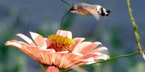 Air Pollutions Destructive Impact On Moth Pollination Ehn