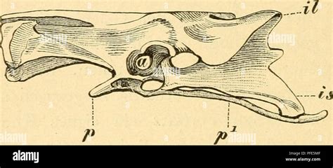 This Text Examines The Skeletal Structure Of Birds Focusing On Their