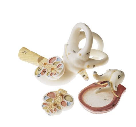 Somso Ear Ear Models