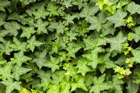 English Ivy Hedera Helix Perennial Bare Root Live Garden