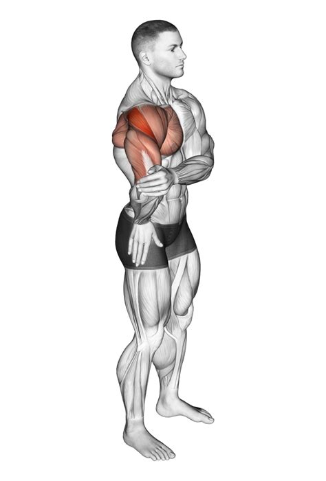 6 Best Infraspinatus Exercises With Pictures Inspire Us