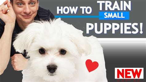 How To Train Small Puppies Youtube