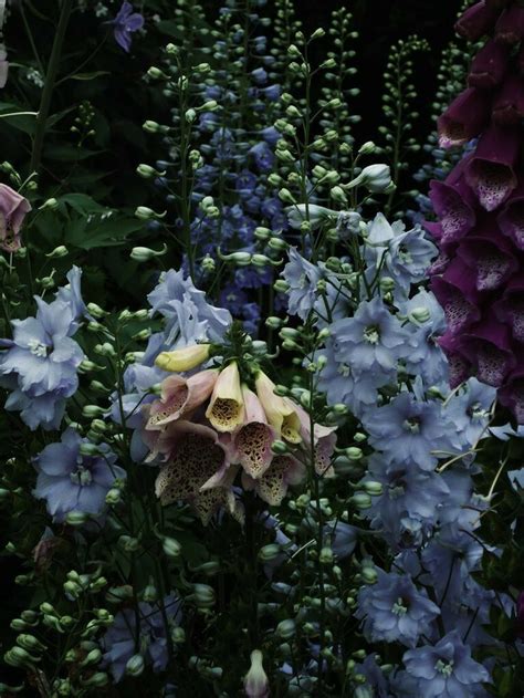 Poison Hemlock Identification Artofit