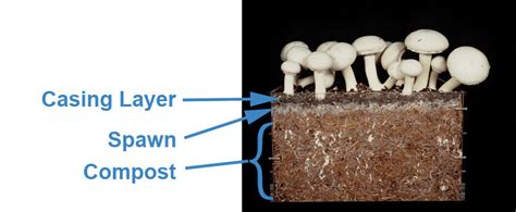 How To Produce Commercial Mushroom Compost For Mushroom Farms