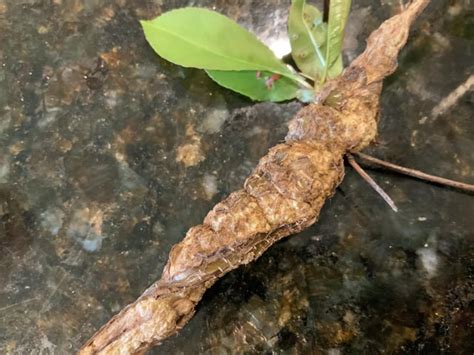 Cocoon Identification Please Found On A Black Cherry Tree Rinsects