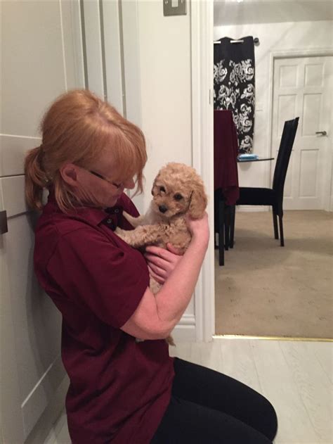 Pin By Kevin Bennison On Cavapoochon Puppy Cavapoochon Puppies Animals