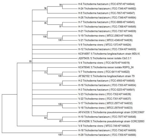 Phylogenetic Relationship Of Twenty Four Isolates Of Trichoderma