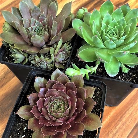 Live Succulents 3 Pack Assorted Live Sempervivum Plants Hens And Chick