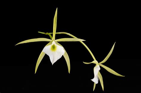 Brassavola Tuberculata Smithsonian Institution