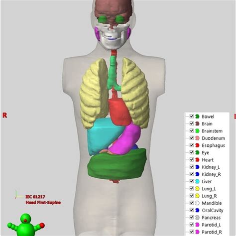 Three Dimentional 3d Model View Of Rando Phantom Organs And Tissues Download Scientific