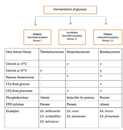Starter Culture Definition Types Preparation And Applications Biology Notes Online