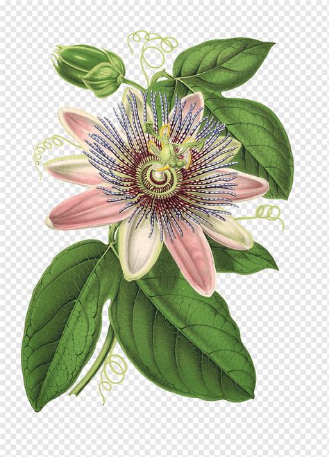 Passionfruit Flower Drawing At Ebony Dougherty Blog