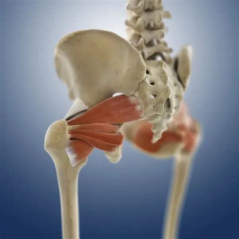Human Buttocks Anatomy