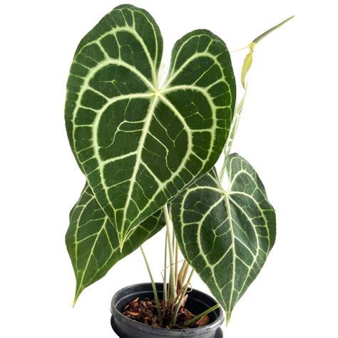 Anthurium Clarinervium Care Tips To Grow The Velvet Cardboard