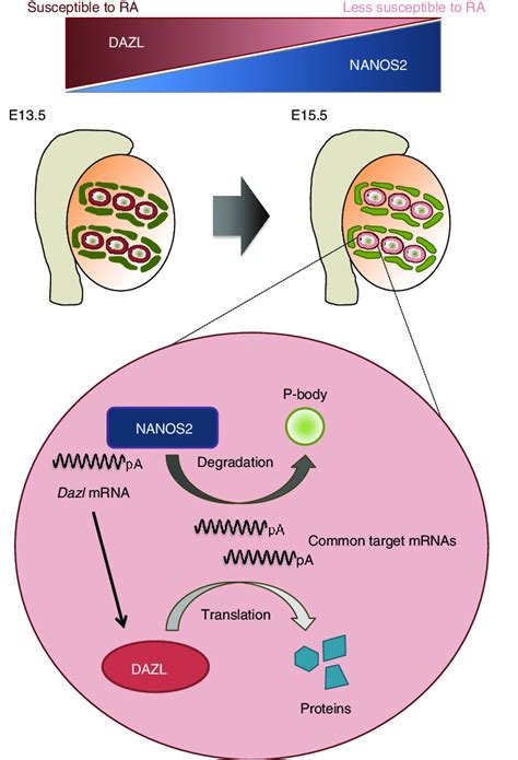 Working Model Of Sexual Differentiation Of XY Germ Cells In The Download Scientific Diagram