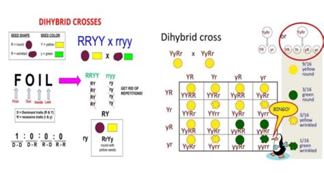 Multifactorial Trait Mendelian Inheritance Genetics No1