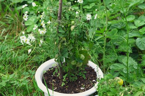 온실에서 자란 아름 다운 빨강과 녹색 토마토입니다 정원에 토마토입니다 홈 가든 유기농 토마토 생태학 건강한 생활방식에 대한 스톡 사진 및 기타 이미지 Istock