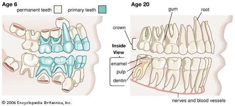 Tooth Definition Anatomy And Facts Britannica