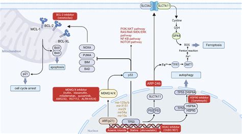 Tp53 Signal Pathway Confers Potential Therapy Target In Acute Myeloid