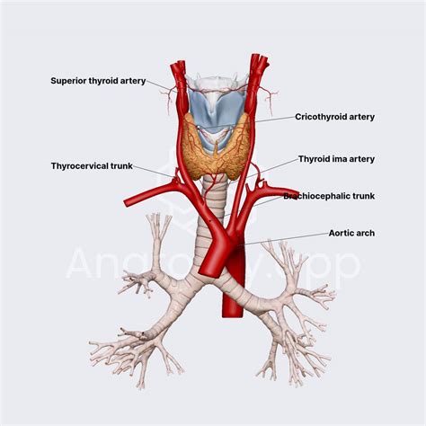 Thyroid Gland Anatomy Thyroid Cancer Symptoms Diagnosis Surgery