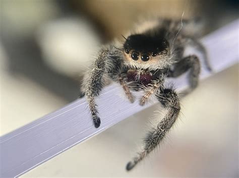 Jumping Spiders Spiders Web Hq