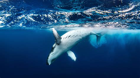 Humpback Whale Desktop Wallpaper