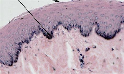 Stem Cells And Histology Flashcards Quizlet