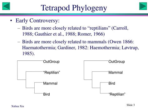 Ppt 18s Rrna And Tetrapod Phylogeny Powerpoint Presentation Free