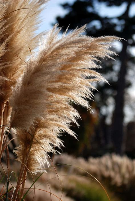 Download Pampas Grass Background In Near Shot