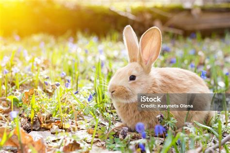 약간 무성 한 빨간 토끼 부활절 토끼와 푸른 봄 꽃의 글레이드 귀여운에 대한 스톡 사진 및 기타 이미지 귀여운 꽃 식물 낮 Istock