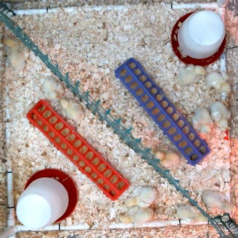 Chicken Growth Set2 Object Detection Dataset By Cornell University