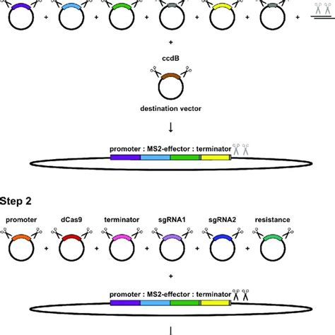 Assembly Of Ms2 Crisprdcas9 Expression Constructs All Greengate Entry