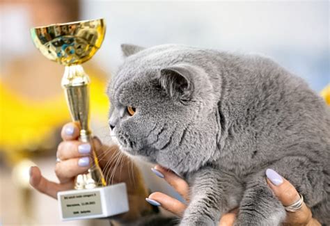 Breadcoat British Shorthair Poc