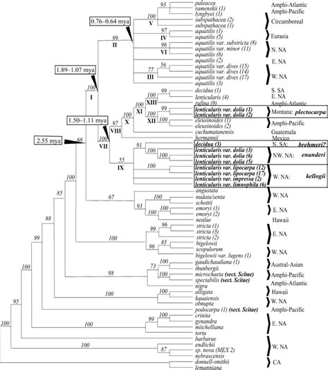 The Majority Rule Consensus Of 25 002 Bayesian Inference Trees