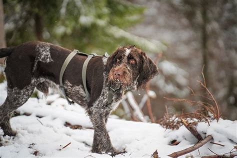 Understanding German Wirehaired Pointer Colors And Genetics