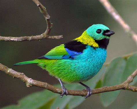 Green Headed Tanager Tangara Seledon Green Headed Tanage… Flickr