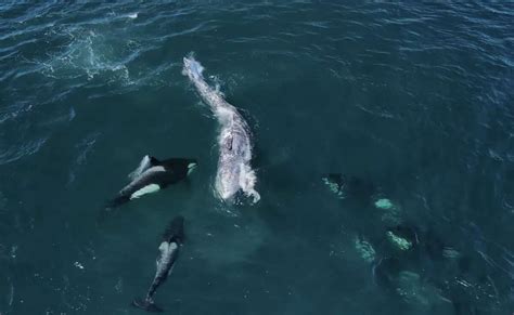 Rare Footage Shows 30 Orcas Attacking Whales In Monterey Bay