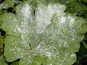 Ampelomyces Quisqualis Tierra Overseas India Manufacturer Other